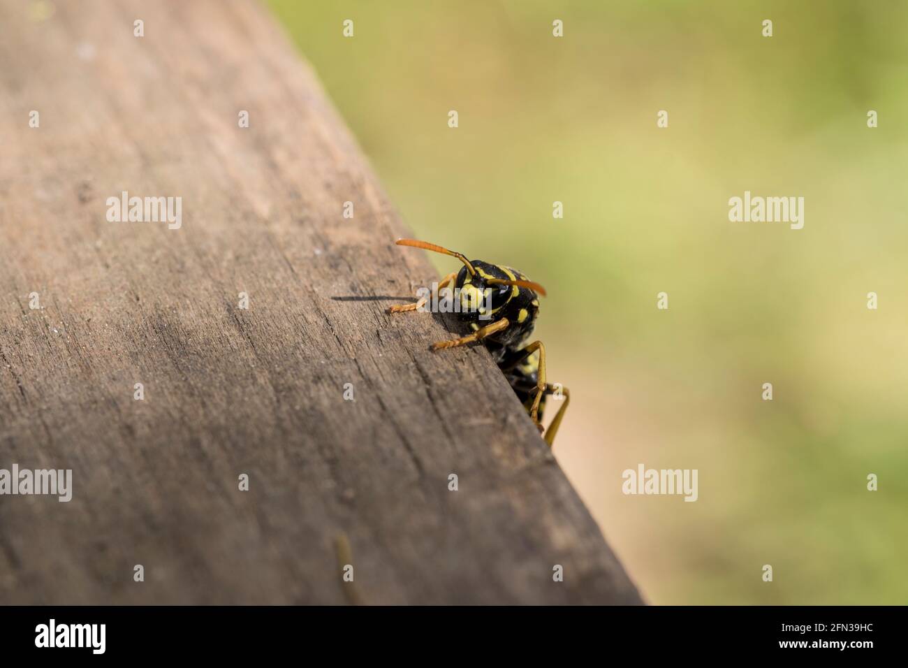 Wasp crawling close up looking for food. Insect life Stock Photo - Alamy