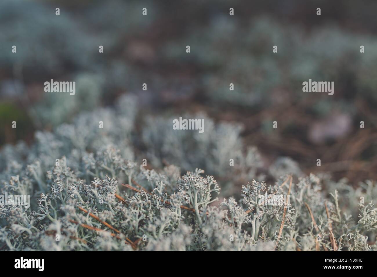 Moss closeup blue color Stock Photo - Alamy
