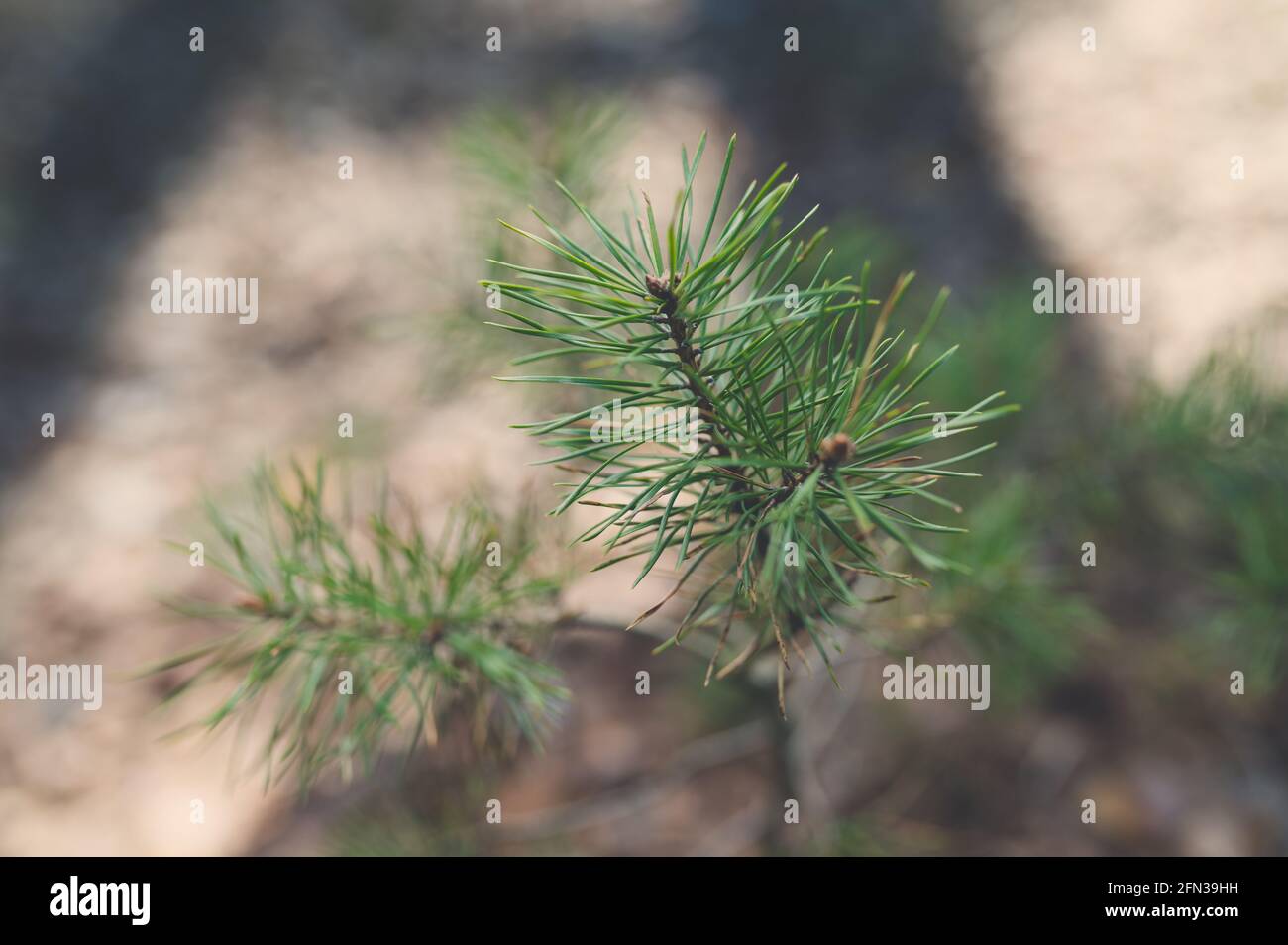 Closeup pine needles hi-res stock photography and images - Alamy