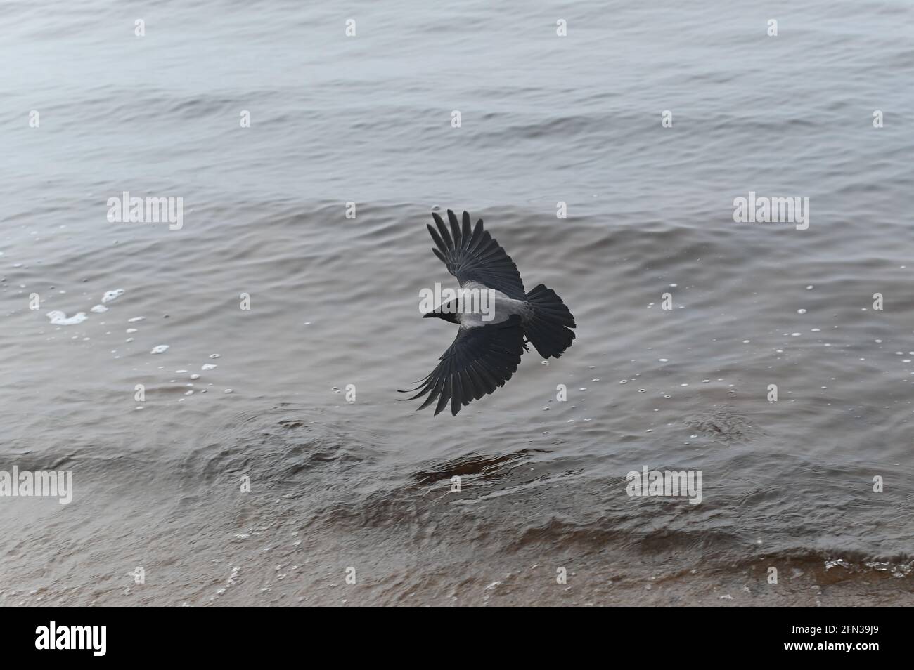 Hooded crow flying above see wings spread wide open Stock Photo - Alamy