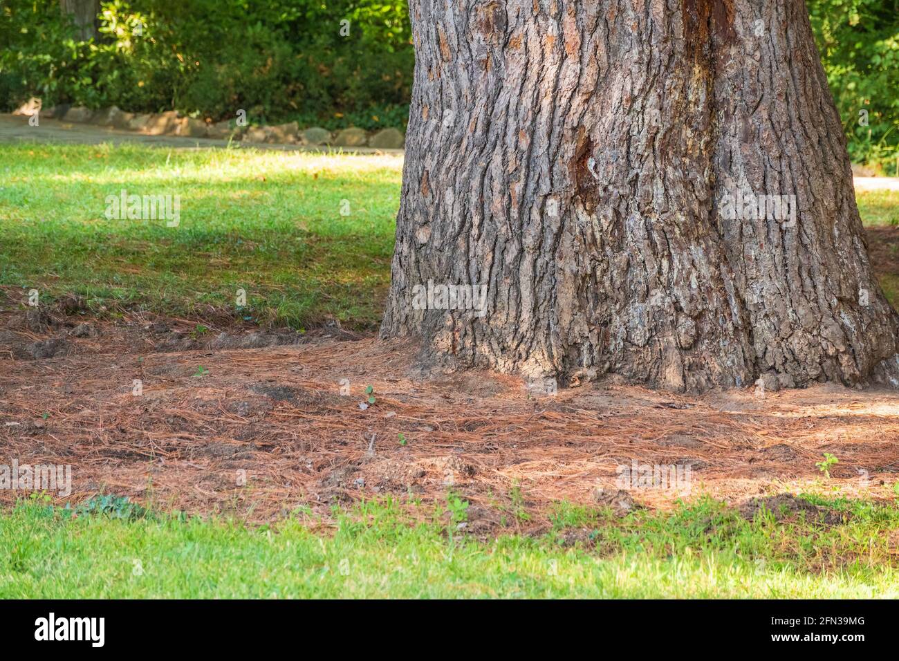 The base of the trunk of an old pine tree in Park. Pinus pinea, also ...