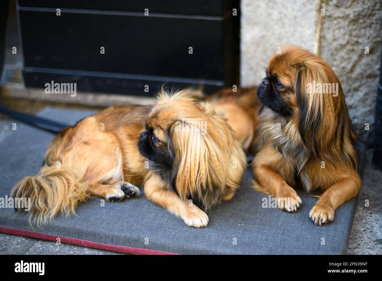 Two brown long fur adorable pekingese sitting on the porch Stock Photo ...