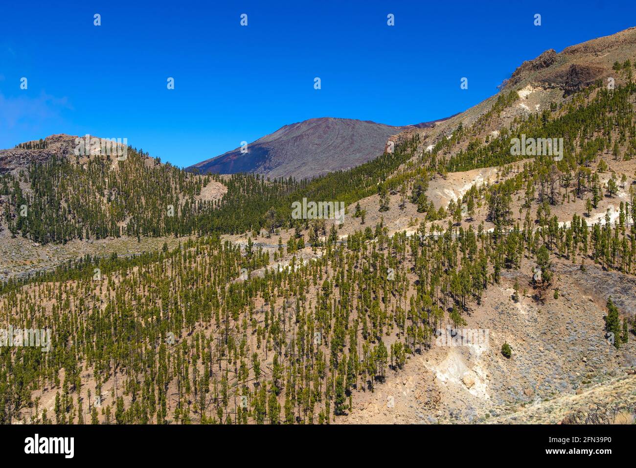 Recovered fallen trees hi-res stock photography and images - Alamy