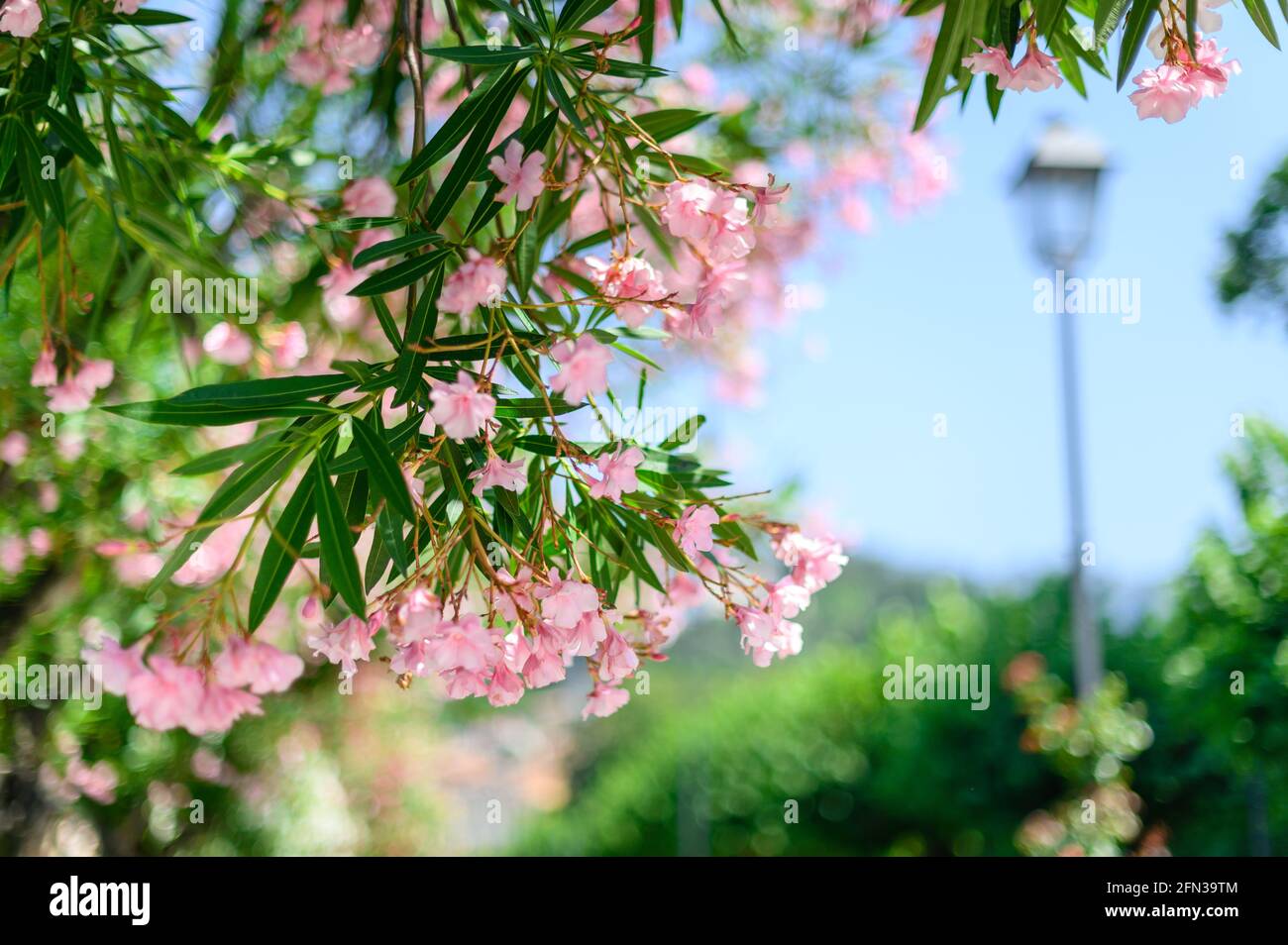 Colorful scene pink flowers hi-res stock photography and images - Alamy