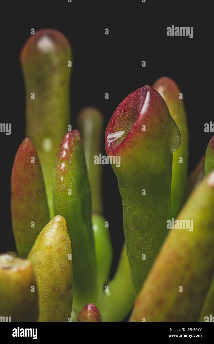 Shrek fingers hi-res stock photography and images - Alamy