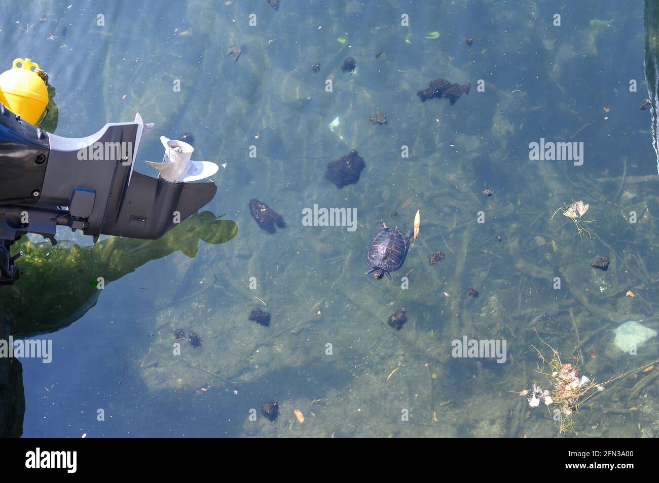Turtle swimming plastic hi-res stock photography and images - Alamy