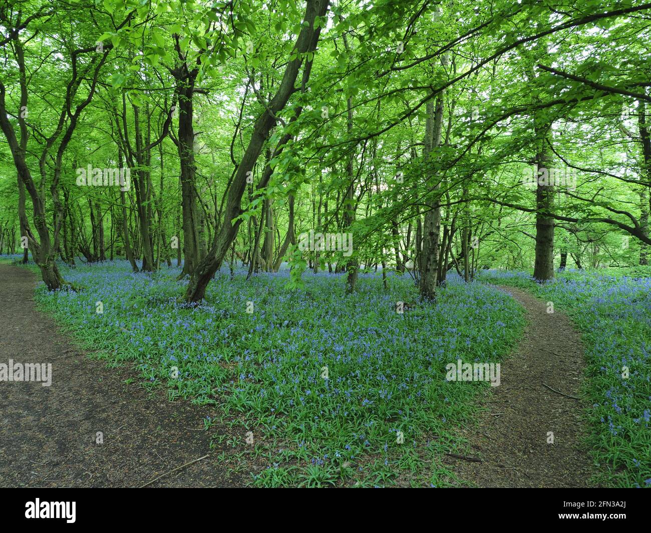 Hucking, Kent, UK. 13th May, 2021. UK Weather: bluebells in the ancient ...