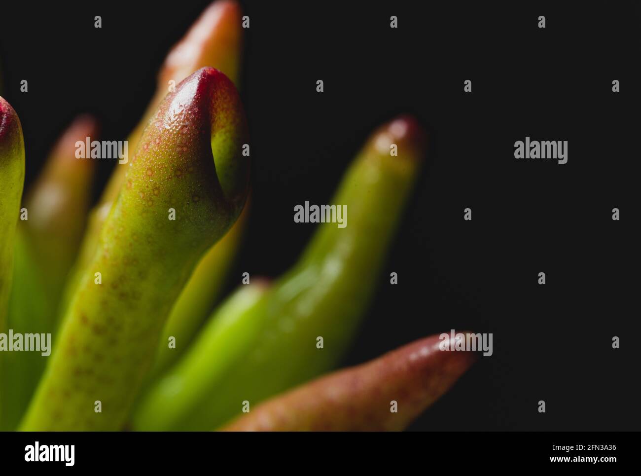 Shrek fingers hi-res stock photography and images - Alamy