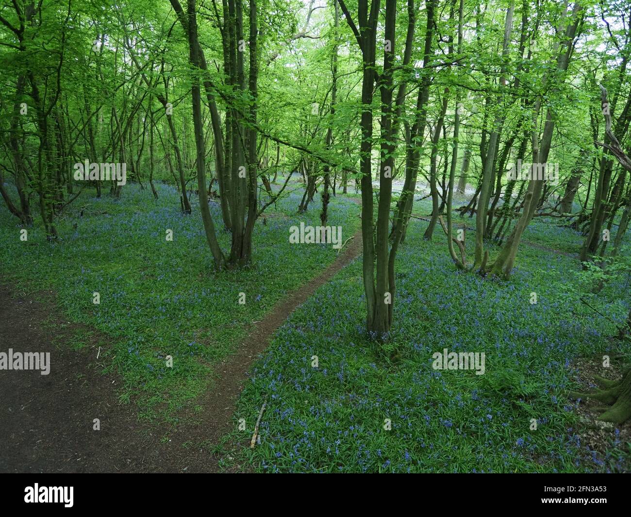 Hucking, Kent, UK. 13th May, 2021. UK Weather: bluebells in the ancient ...