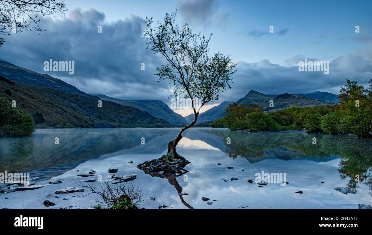 The Lone Tree Llanberis North Wales Stock Photo - Alamy