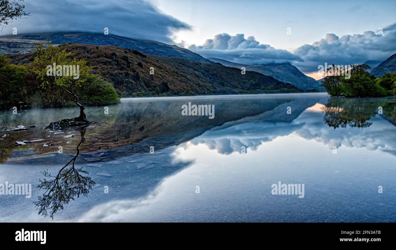 The Lone Tree Llanberis North Wales Stock Photo - Alamy