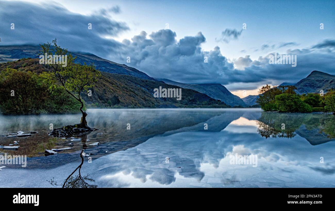 The Lone Tree Llanberis North Wales Stock Photo - Alamy