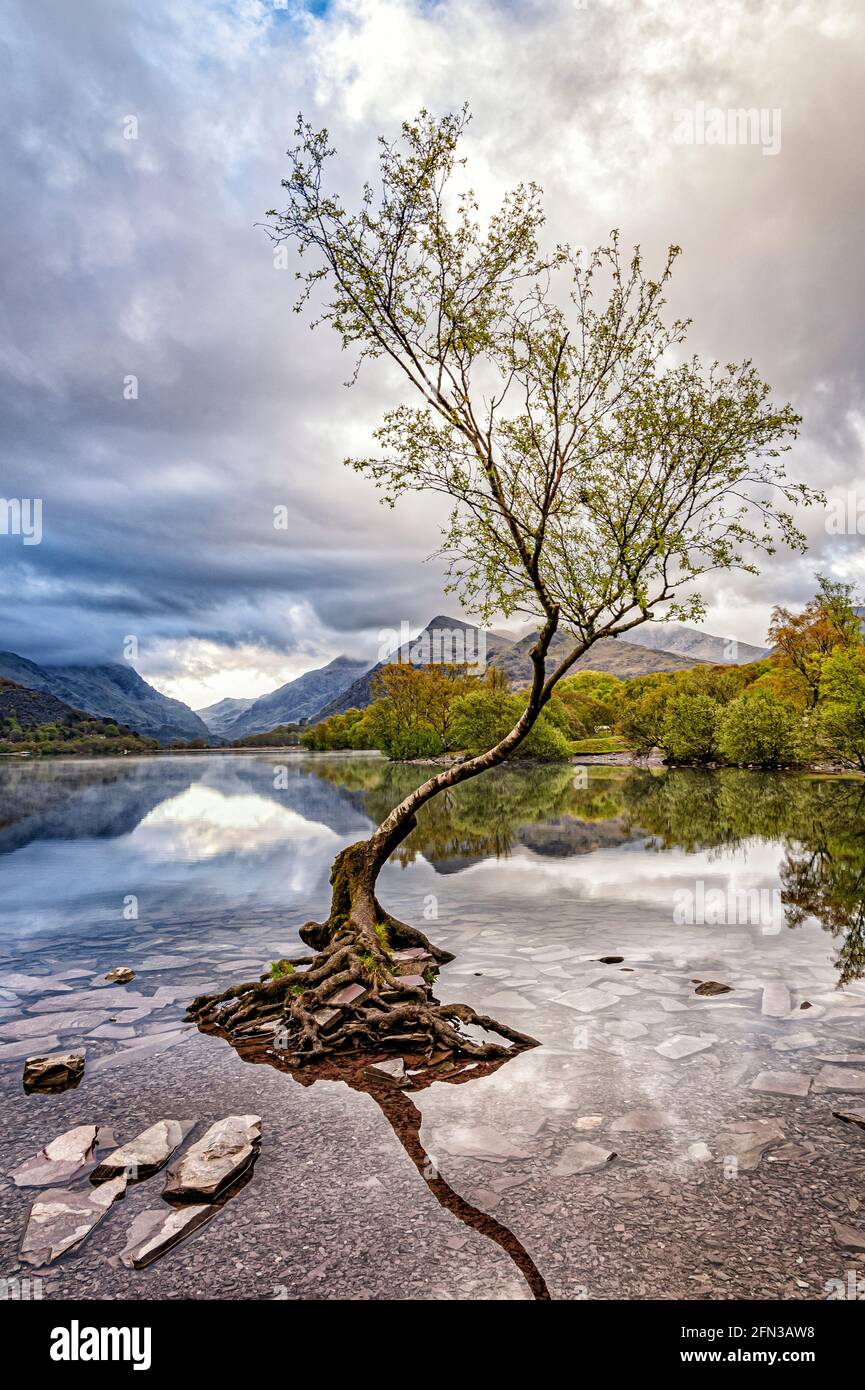 Lone tree llanberis hi-res stock photography and images - Alamy