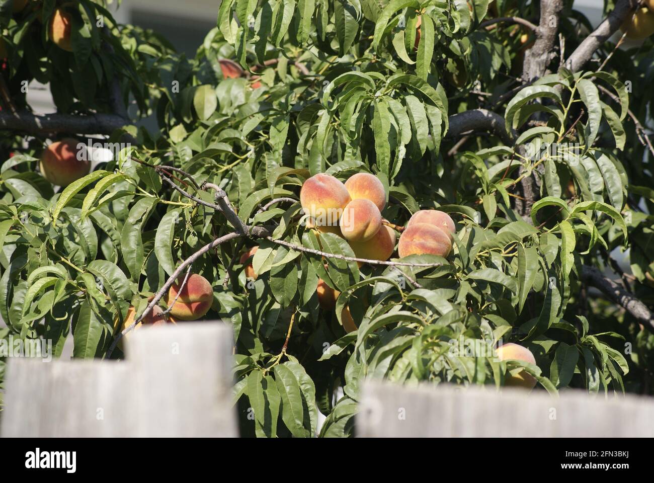 Life captures hi-res stock photography and images - Alamy