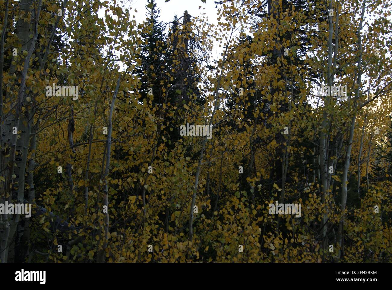 Beauty of earth hi-res stock photography and images - Alamy