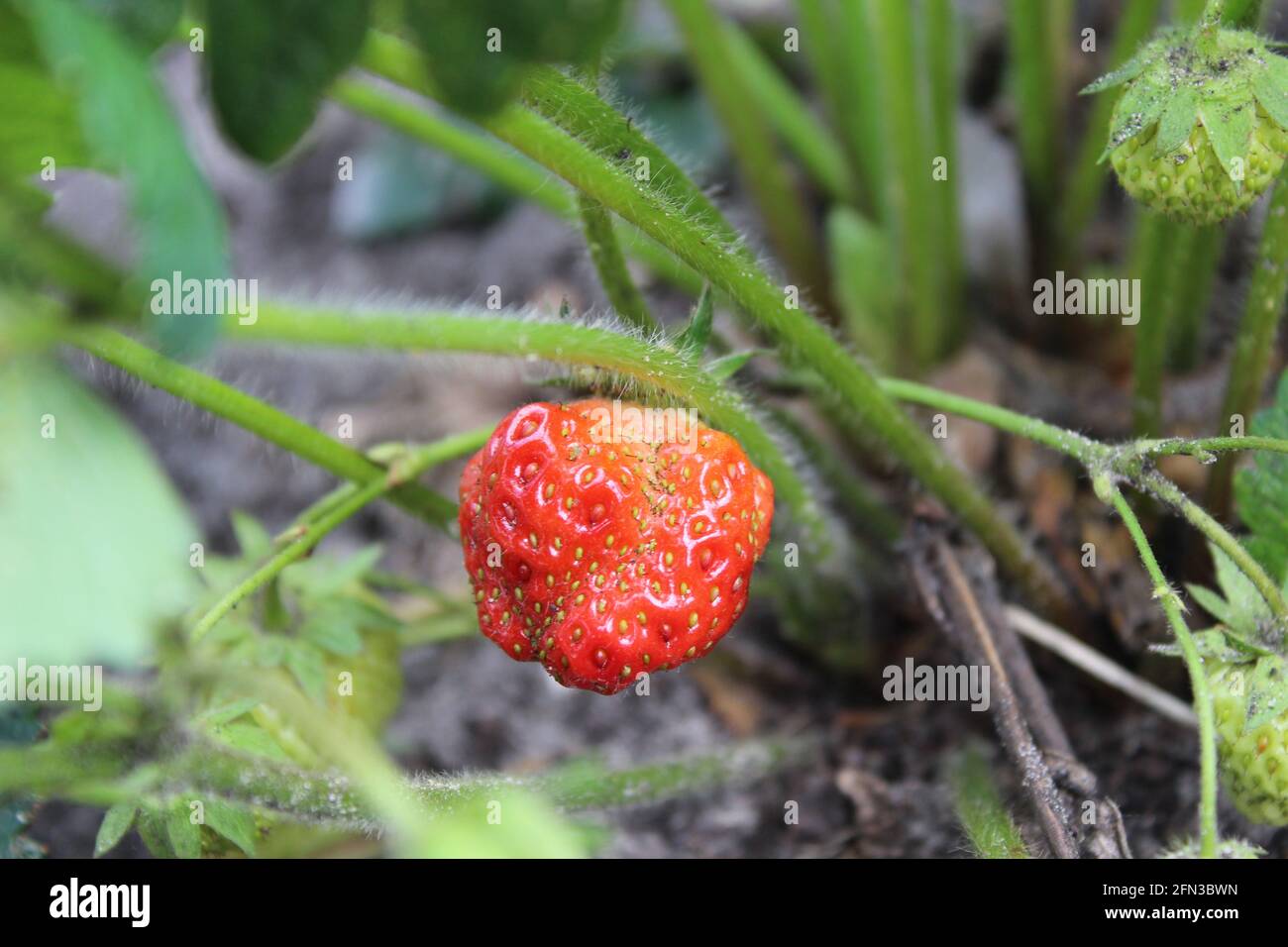 ugly ugly strawberry berries grow on the bush. summer. Berry seon ...