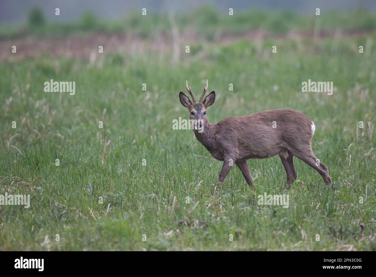 Reh, Capreolus capreolus, roe deer Stock Photo - Alamy