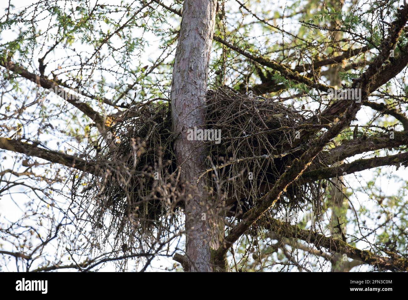 Habichthorst, Goshawk nest Stock Photo - Alamy