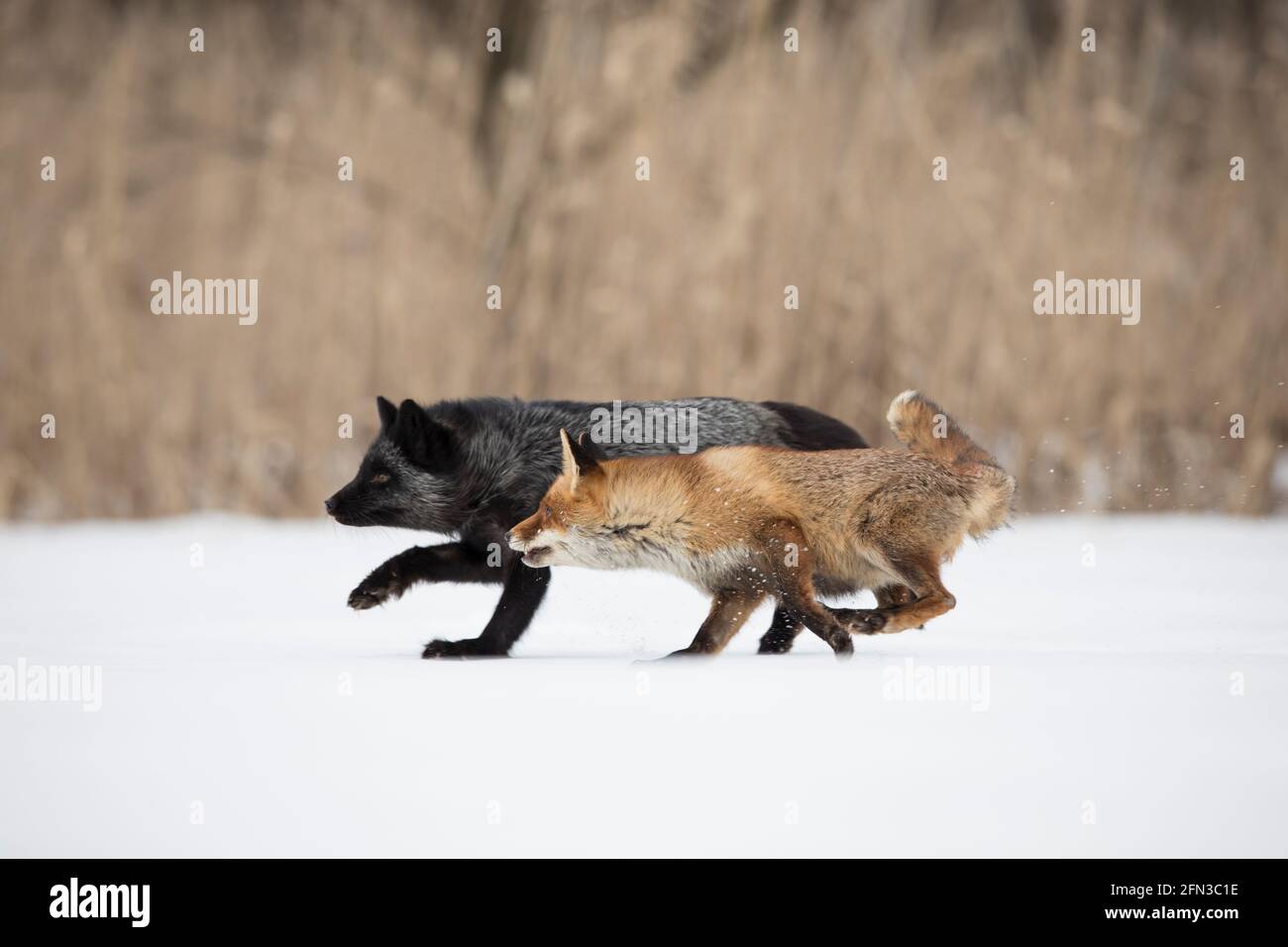 Rotfuchs und Silberfuchs,Vulpes vulpes, red fox and silver fox Stock ...