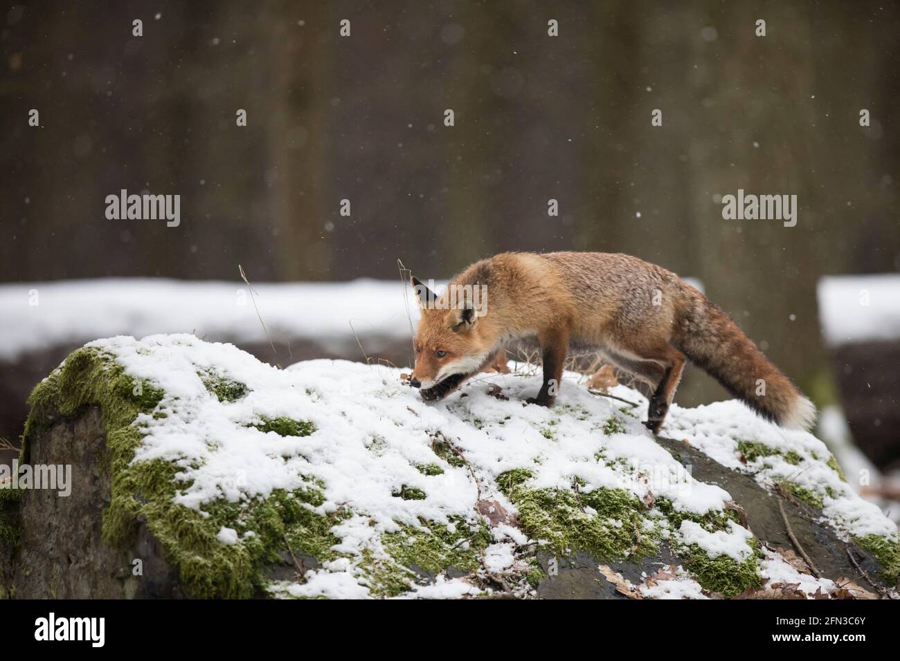 Laufen rennen hi-res stock photography and images - Alamy