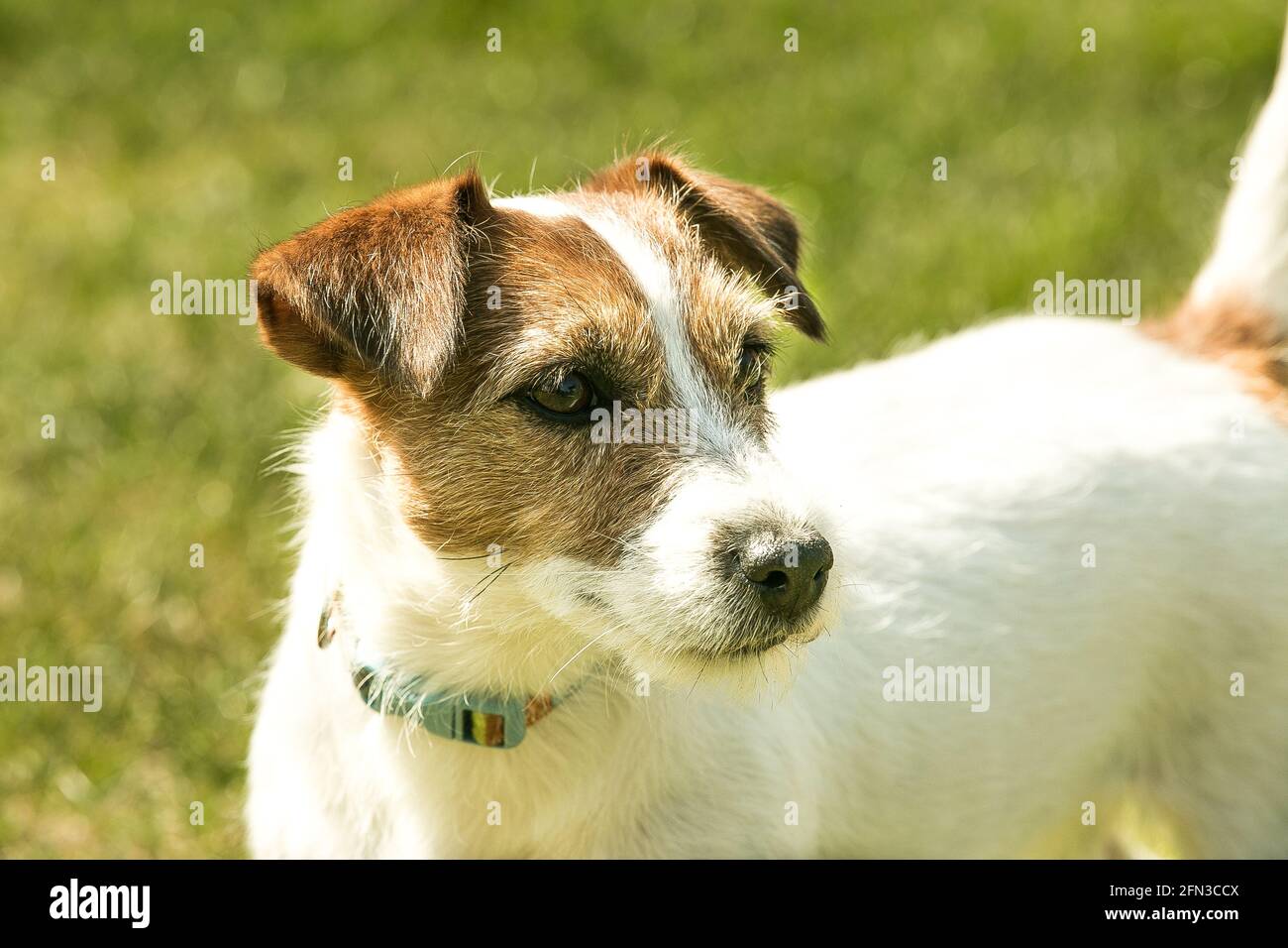 Cute jack russell terrier playing on green grass. Terriers are very ...
