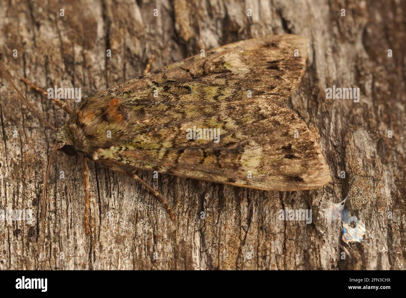 Macro shot of a green arches moth on a tree trunk with bark texture ...