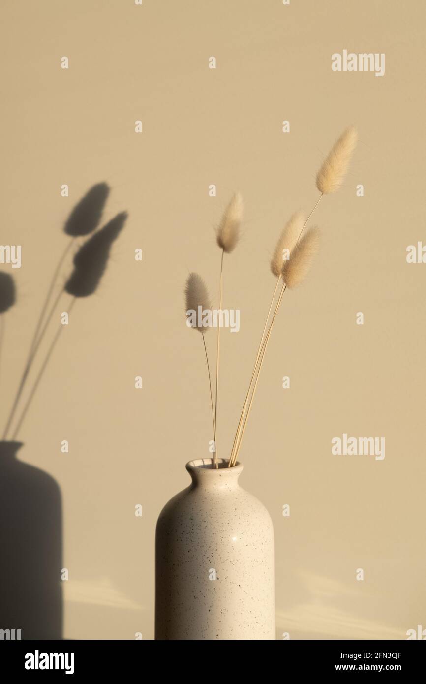 Dried bunny tail grass in vase on sunset. Shadows on the wall. Minimal ...