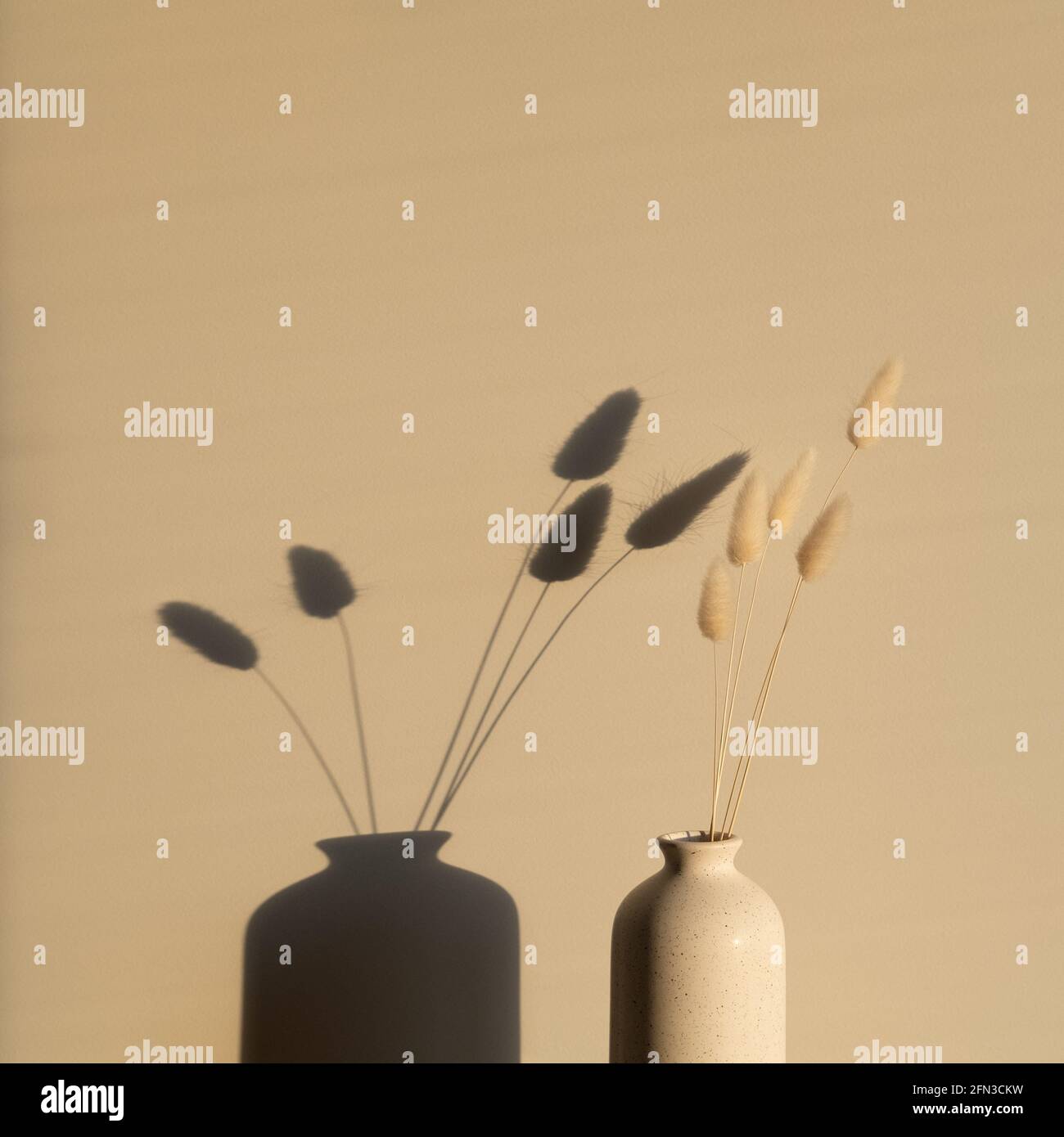 Fluffy dried pom pom bunny tail grass in vase on sunset. Shadows on the ...