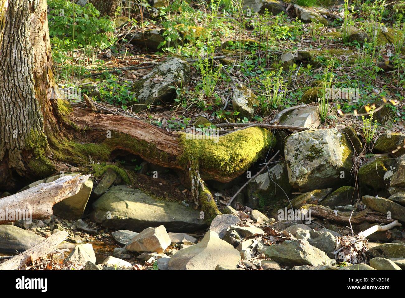 Mossy rocks under a tree in a forest Stock Photo - Alamy