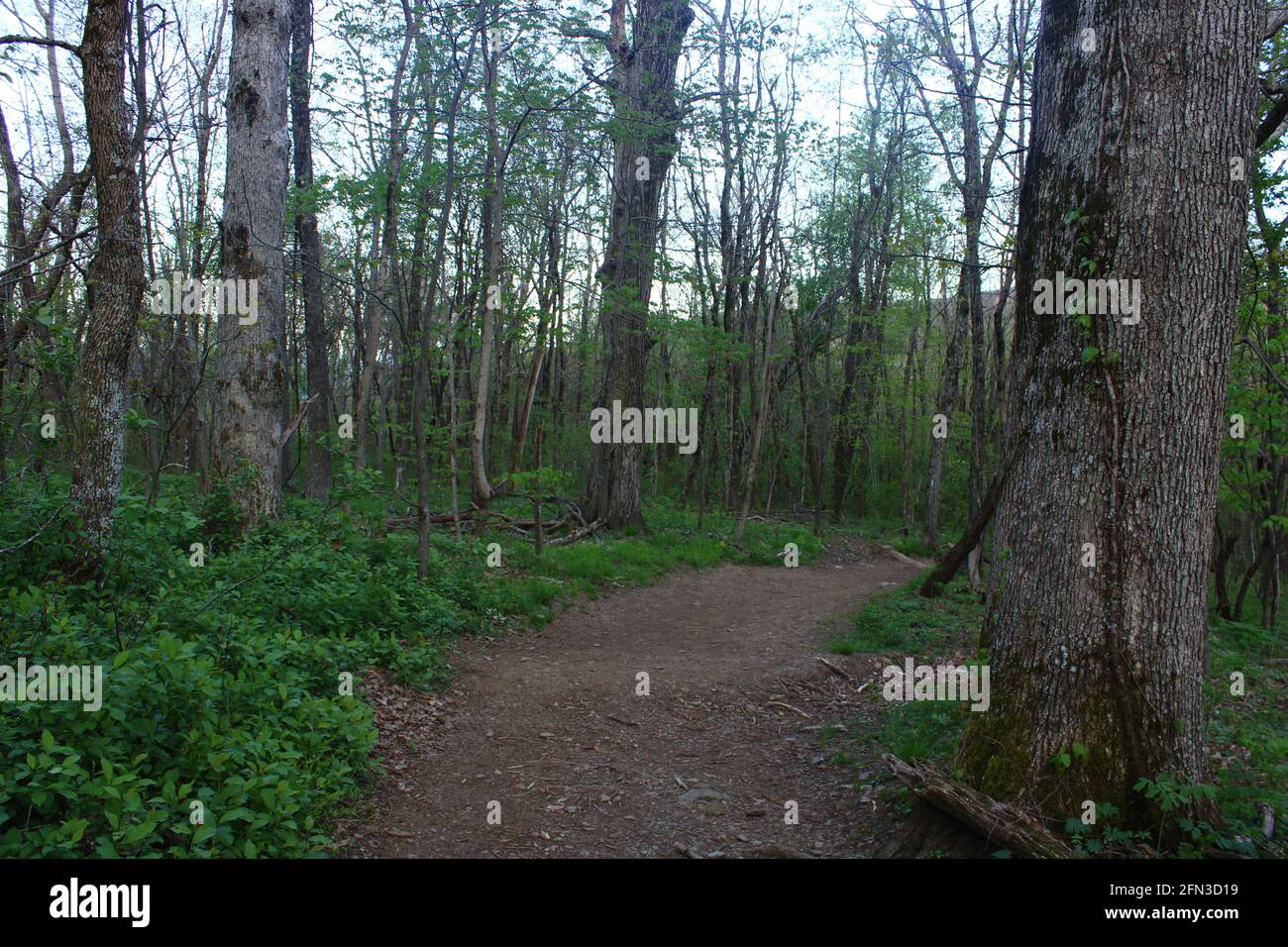 Empty walking path in the forest Stock Photo - Alamy