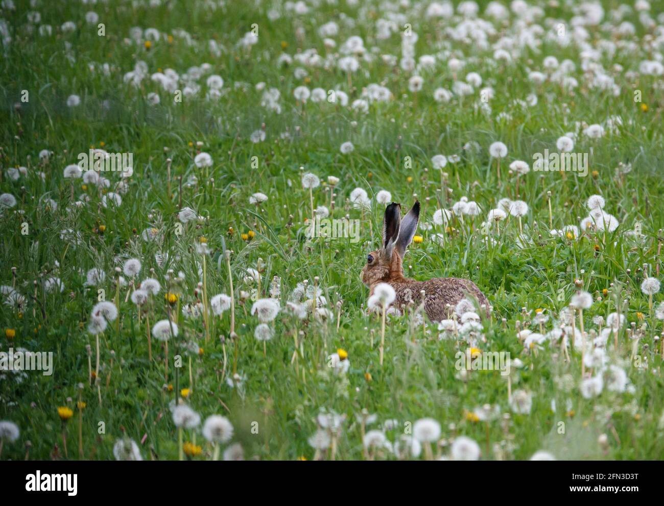 Brown Hare (Lepus europaeus) keeping watch and listening out from ...