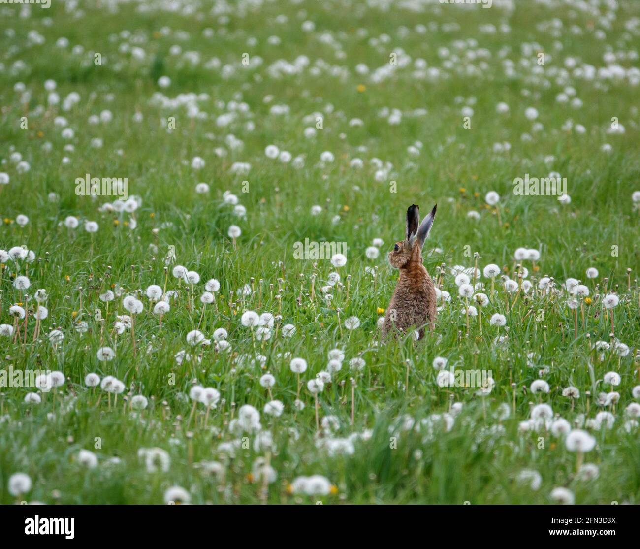 Wildlife with long ears hi-res stock photography and images - Alamy
