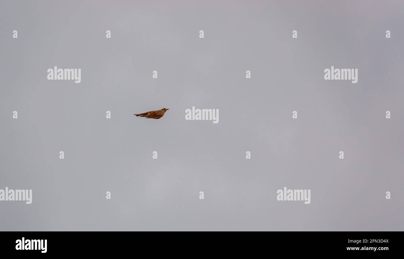 Grey plover flight hi-res stock photography and images - Alamy