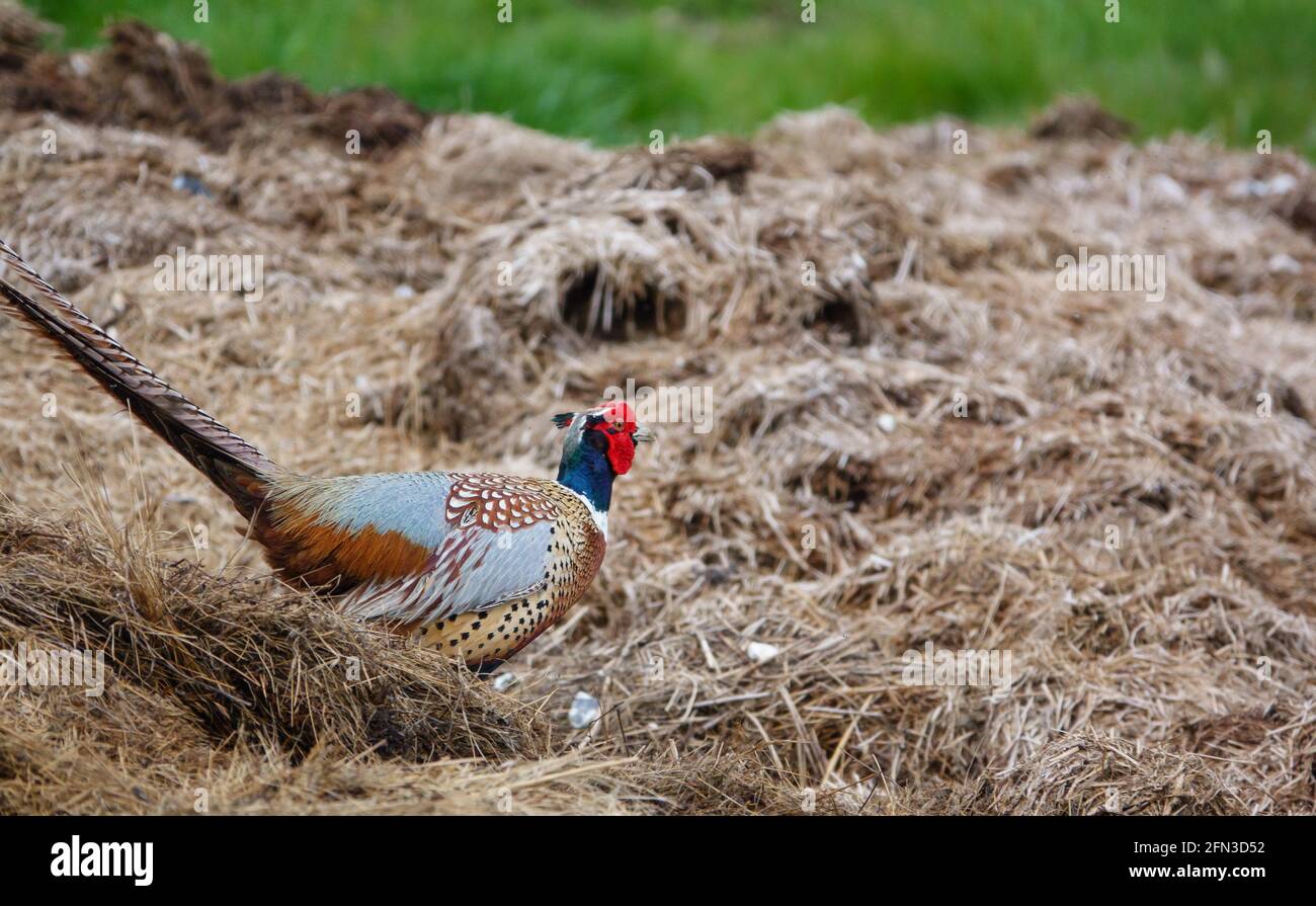 male cock pheasant feeding amongst the remains of a broken hay bale ...