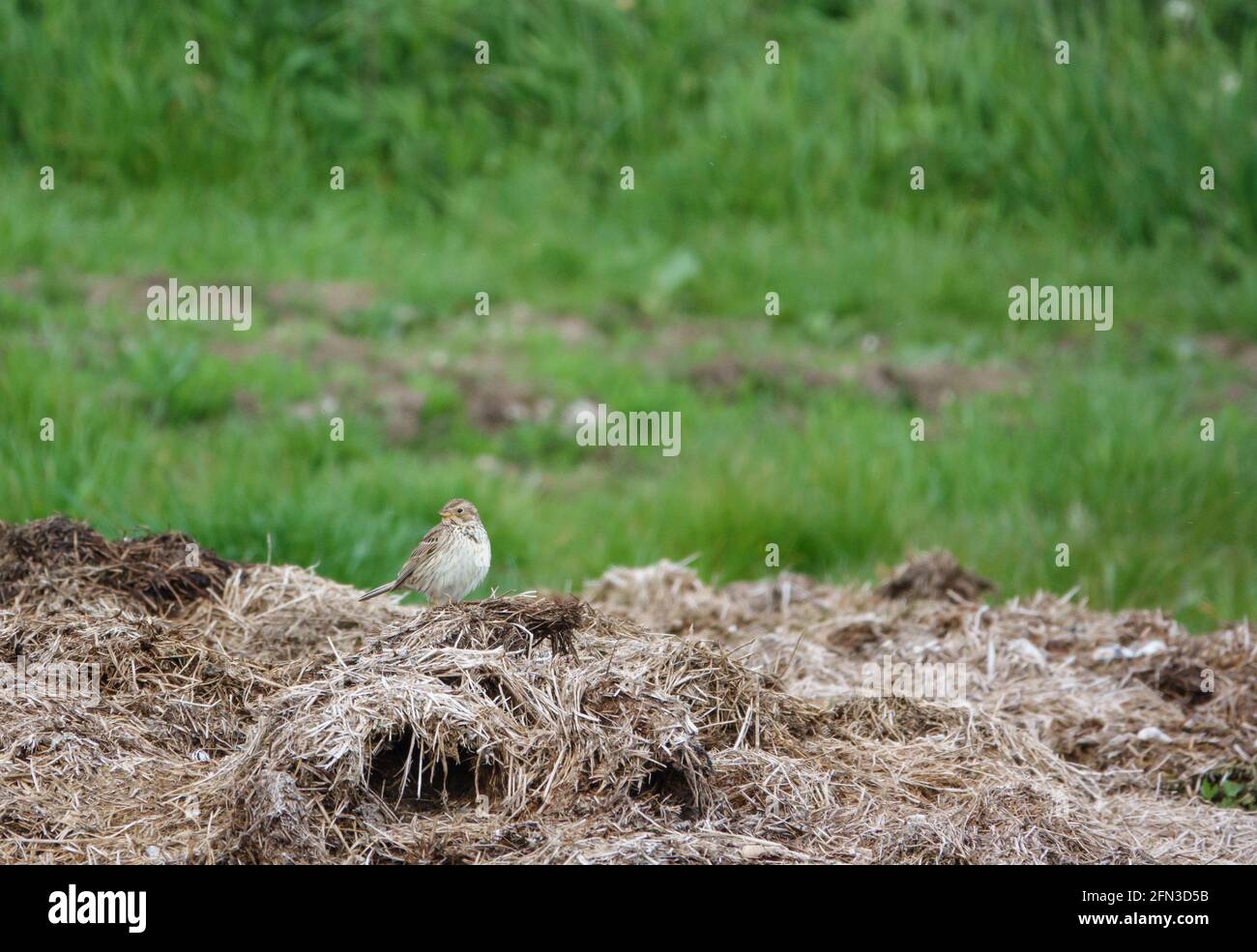 corn bunting feeding amongst the remains of a broken hay bale Stock ...