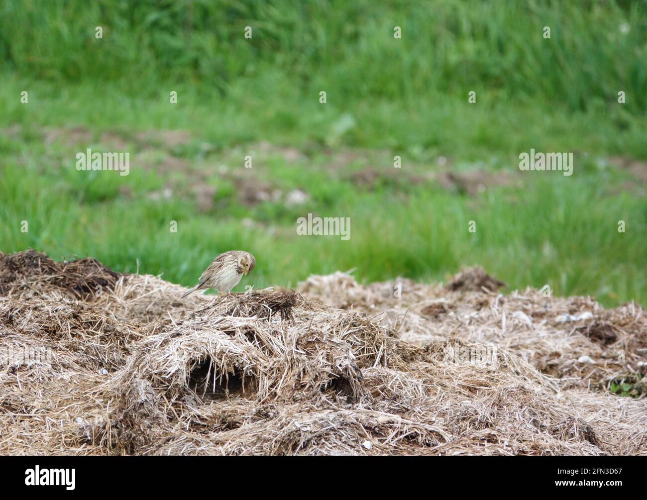 corn bunting feeding amongst the remains of a broken hay bale Stock ...