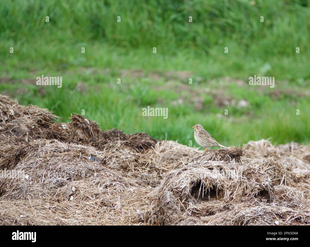 corn bunting feeding amongst the remains of a broken hay bale Stock ...