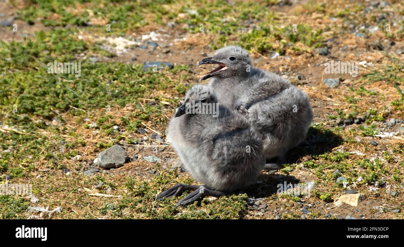 Two Kelp Gull chicks on Magdalena Island, Chile Stock Photo - Alamy