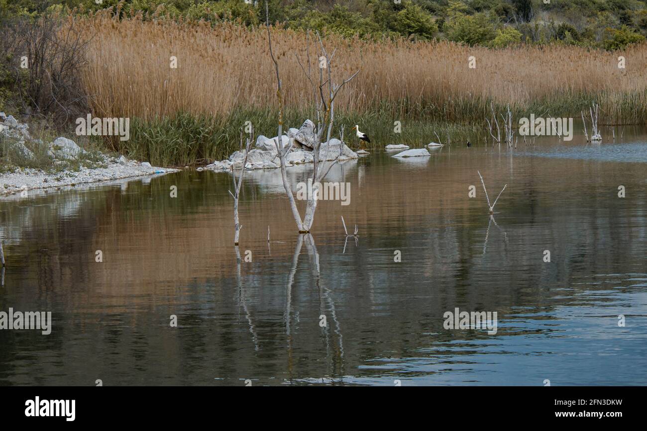Stork hunting hi-res stock photography and images - Alamy