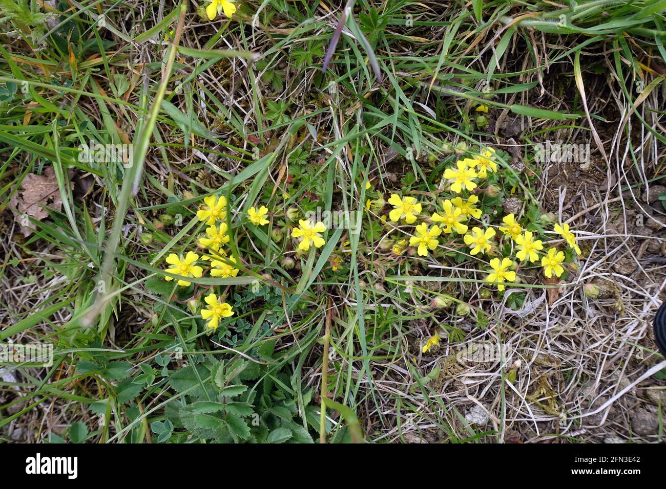 Frühlings-Fingerkraut (Potentilla neumanniana, Syn. Potentilla ...