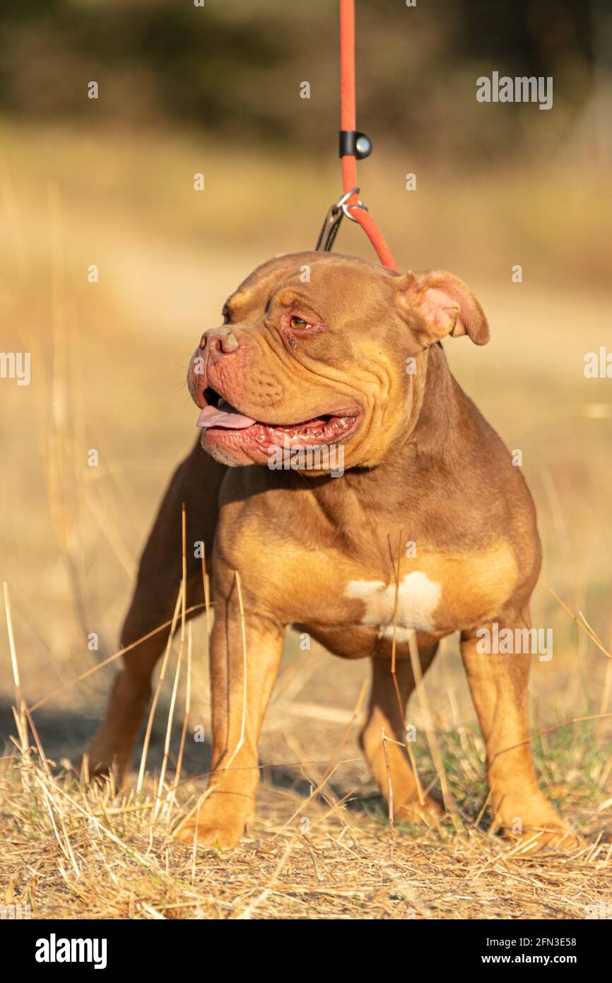 Young brown american bully outdoor Stock Photo - Alamy