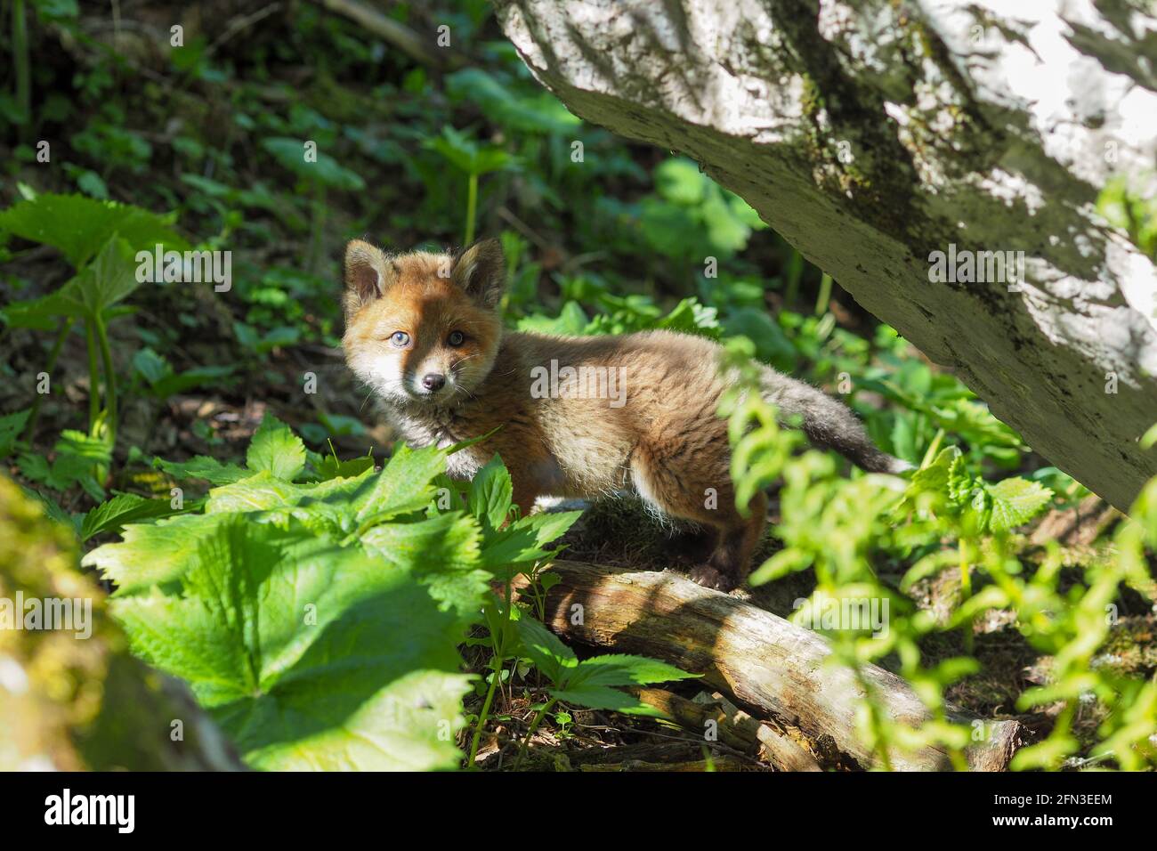 Young wild red fox (vulpes vulpes) in the forest at Berchtesgaden ...