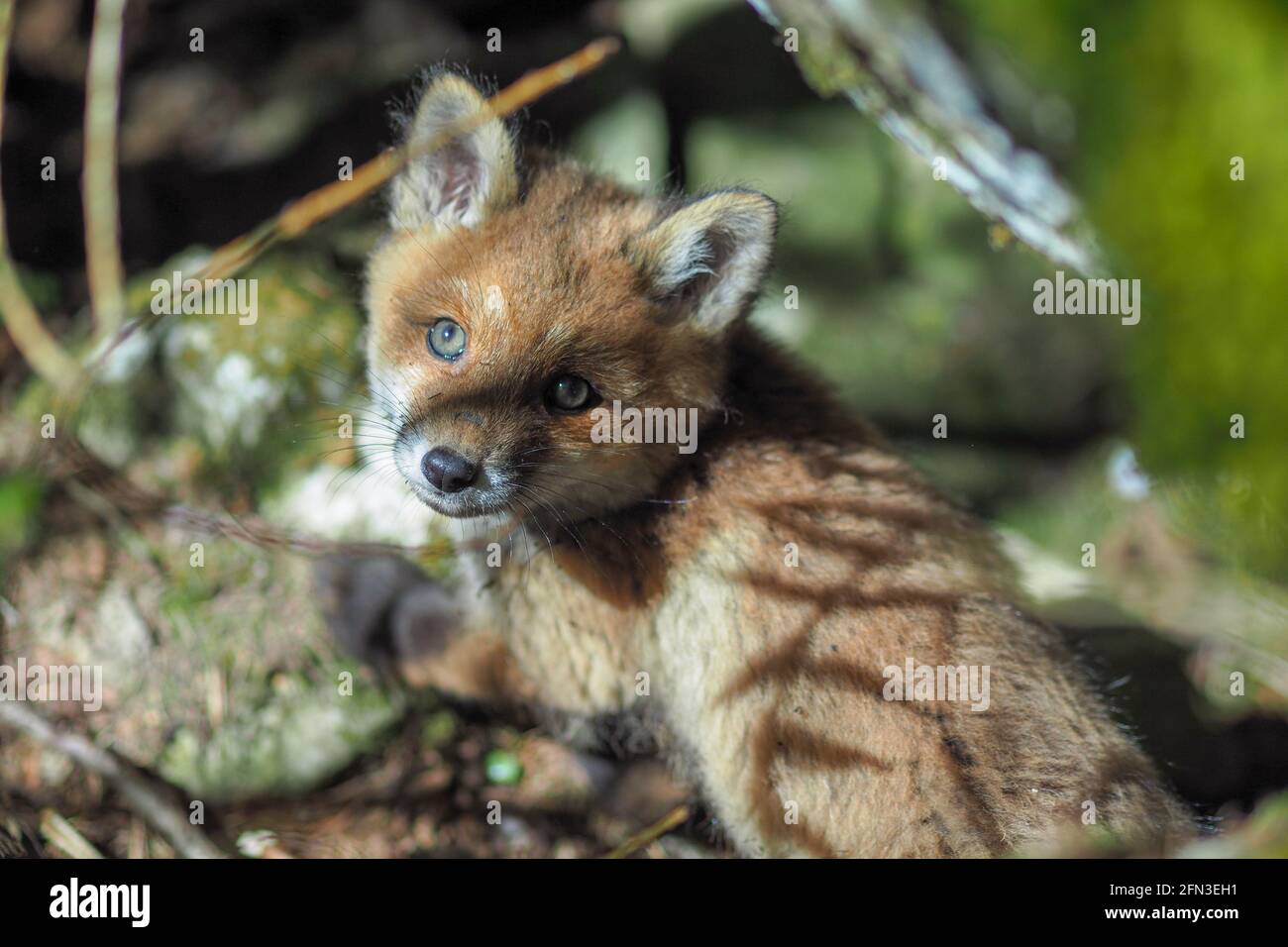 Young wild red fox (vulpes vulpes) in the forest at Berchtesgaden ...