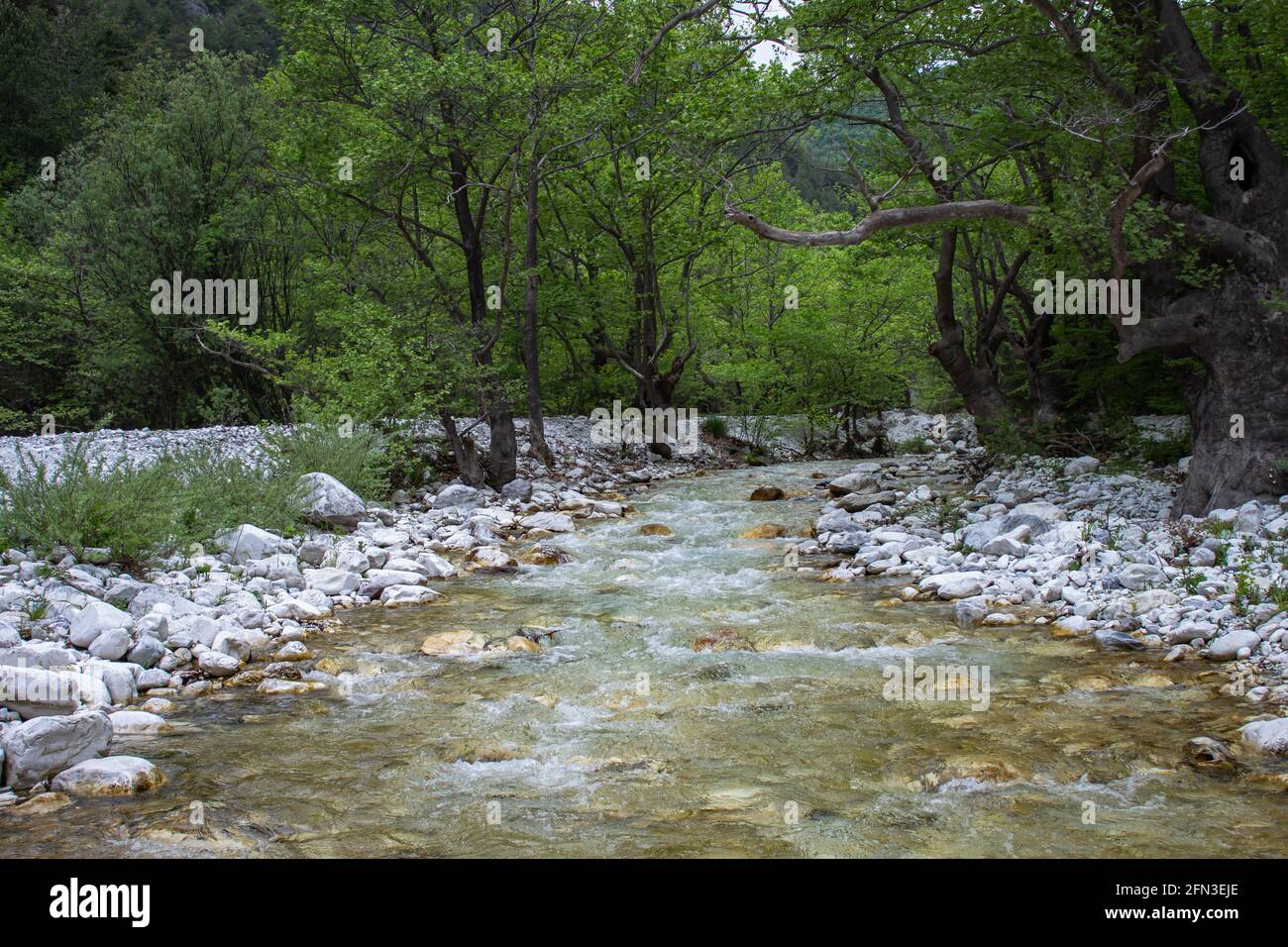 River in forrest Stock Photo - Alamy
