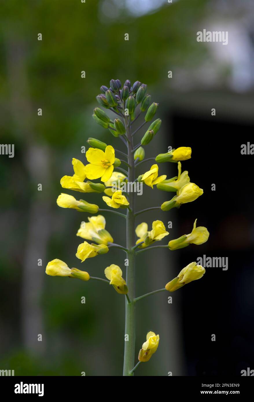 broccoli plant in flower left to 'go to seed' after bolting , selective ...