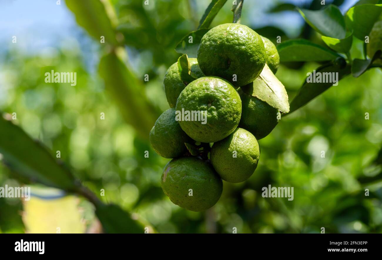 Citrus hystrix, called the kaffir lime, is a citrus fruit native to ...