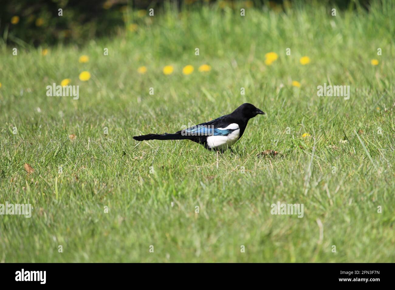 White bellied crow hi-res stock photography and images - Alamy
