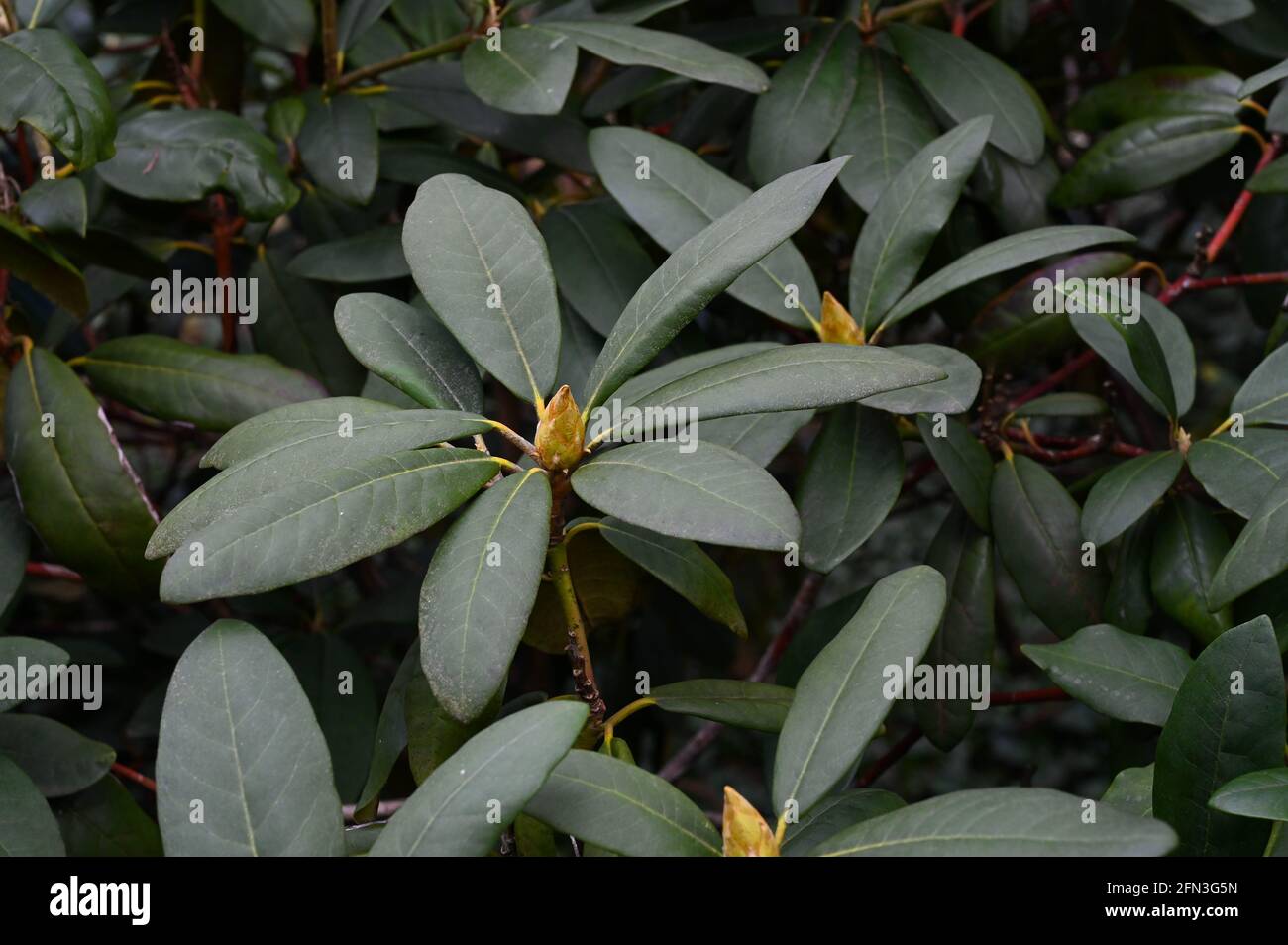 Great rhododendron hi-res stock photography and images - Alamy