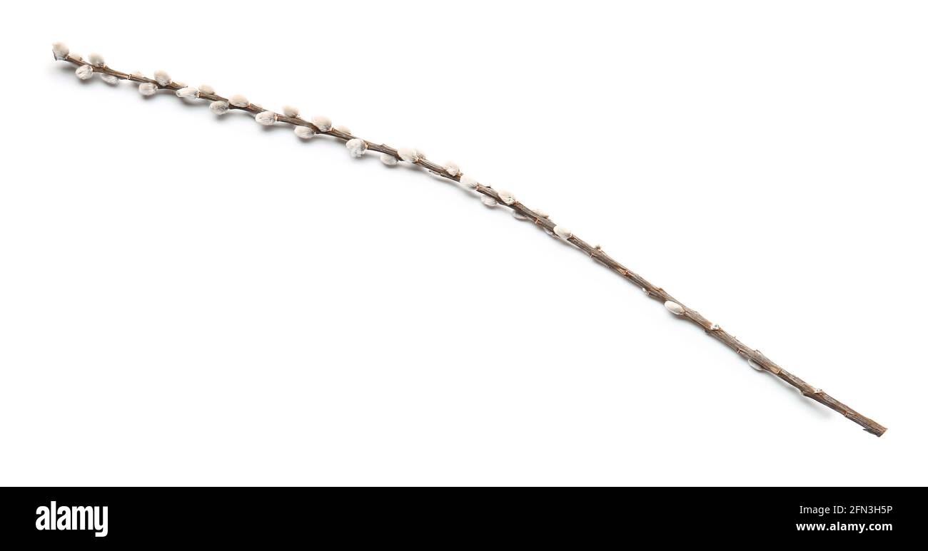 Willow branch on white background Stock Photo - Alamy
