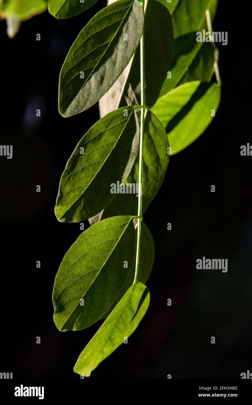 Sunlit leaves and stem hi-res stock photography and images - Alamy